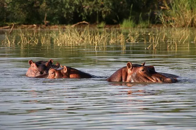 Hippo muri Nechisar