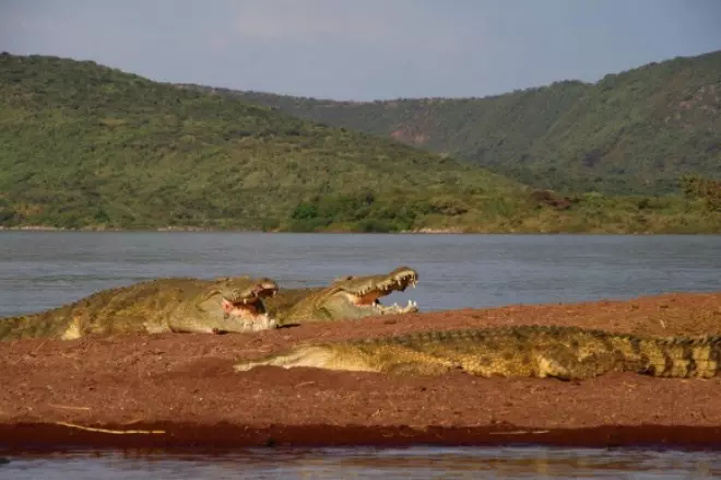 Marché des crocodiles