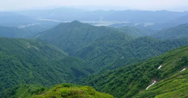 ಒಂದು ಬಗೆಯ ಮೀನು