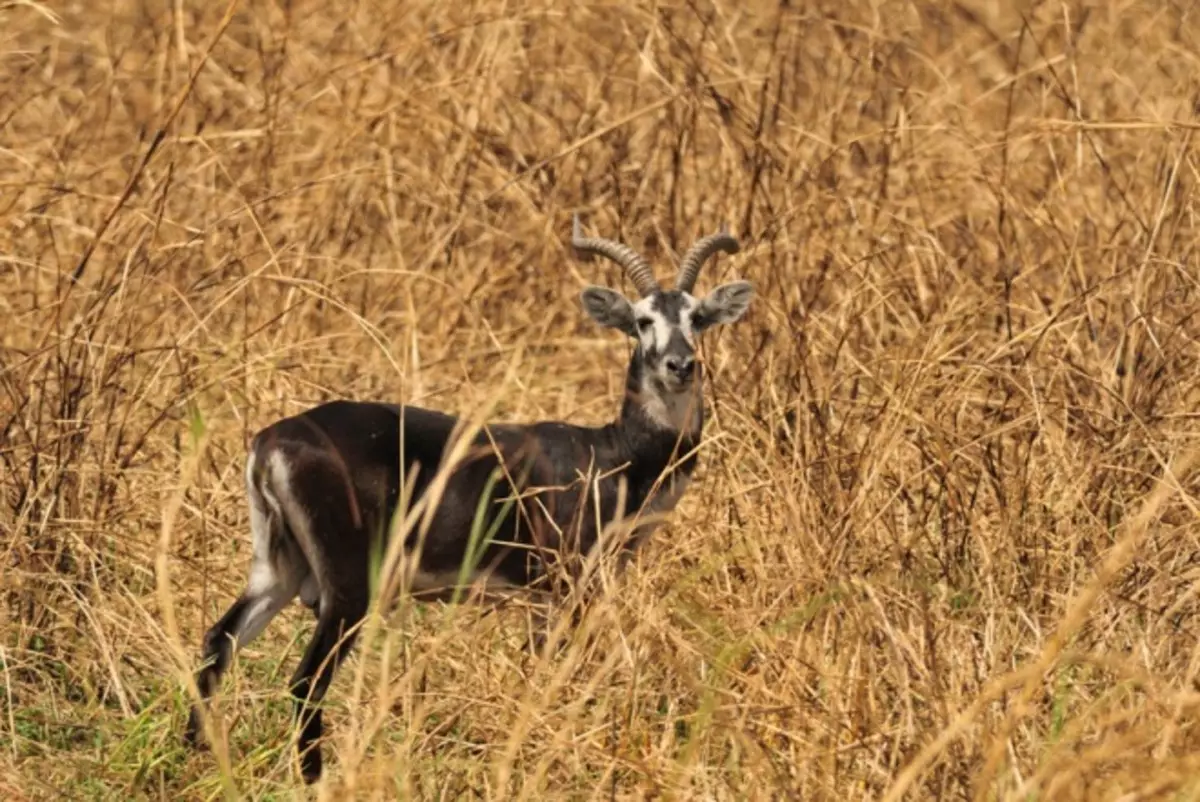 ಸ್ಮೂತ್ ಪ್ರಾಣಿಗಳು