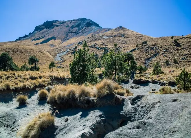 پوشش گیاهی در آتشفشان La Malinche