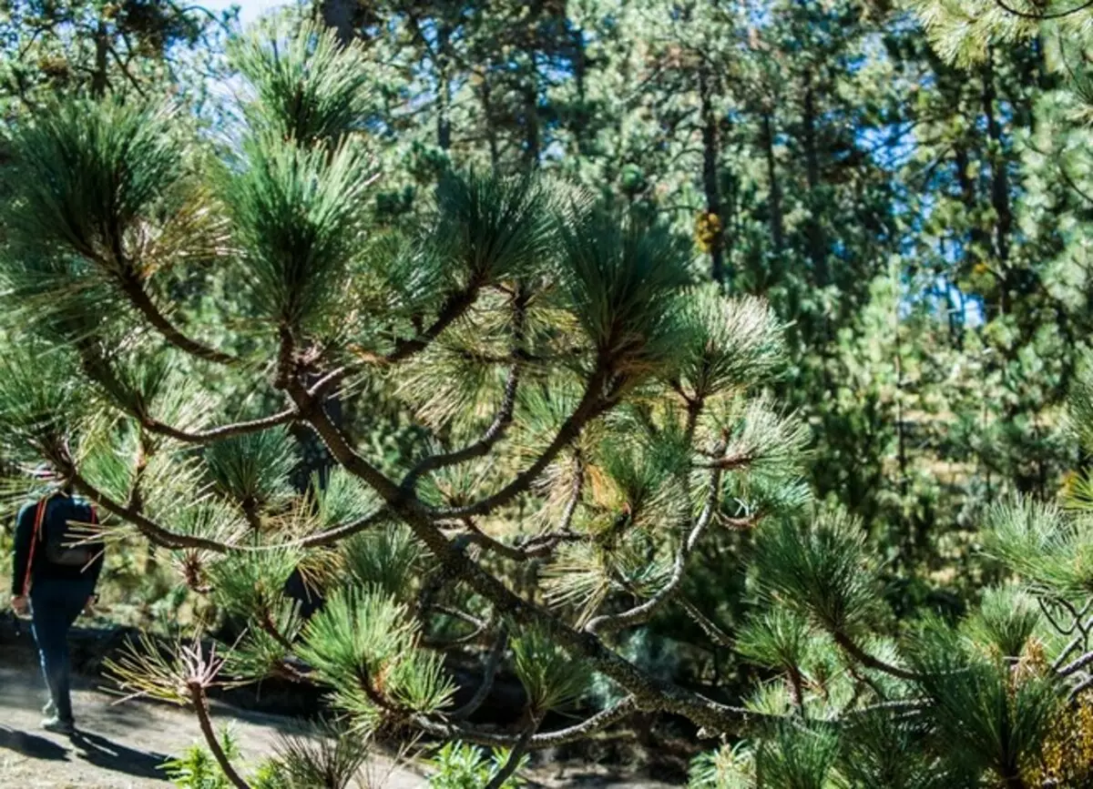 Mexikansk Cedar, du kan träffas under klättringen på vulkanen