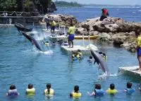 Dolphins ສະແດງປະຈໍາວັນໃນ Dolphin Cove