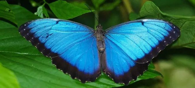 Farm Butterfly.