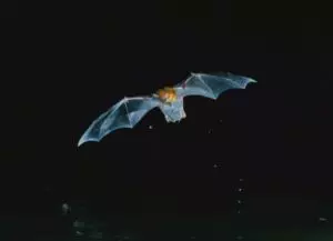 Bats op it eilân