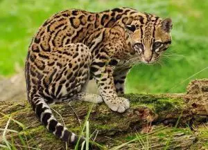 ocelot.