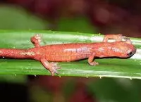 Bolitoglossa Celage - ṣọwọn Samander