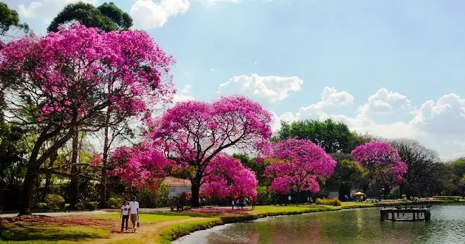 පාක් ඉබිබුපෙරා