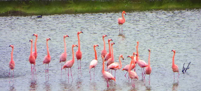 Lake Flamingo.