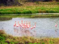 Flamingo dance on the lake