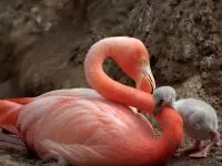 Lake Flamingo - Flamingo with a chick