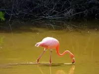 Isabel Island - Flamingo on the Lake