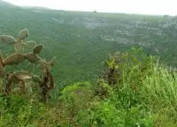 Ghathes Gemini - Galapagos Cacti