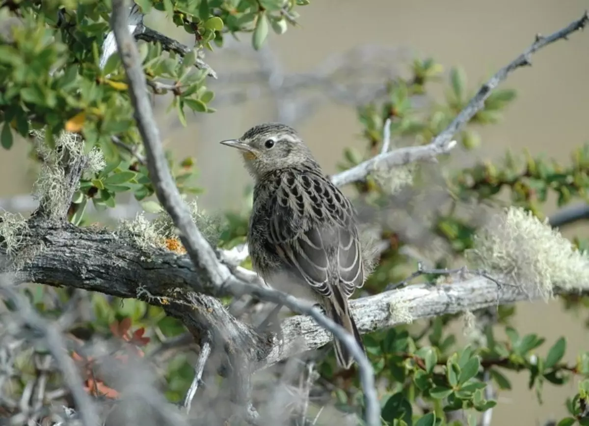 Seltener Bird Kanastero ist im Park gefunden