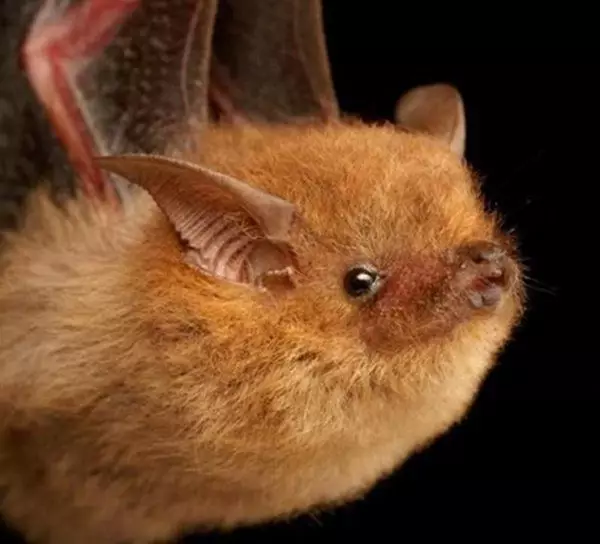 Shaggy bat