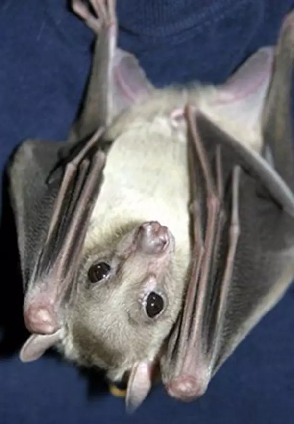 BAT BAT