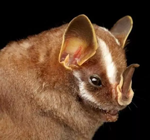 Redhead Bat