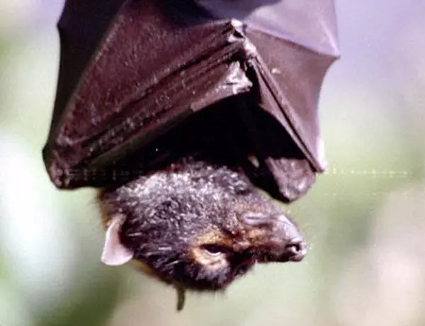 Sleeping Bat Black