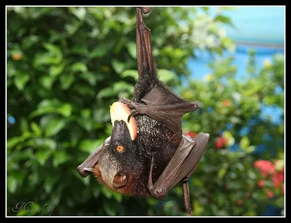 Το Bat τρώει μήλο