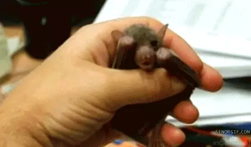 Yawning bat