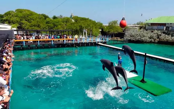 Show Dolphins in the Oceanarium on the Islands Rosario