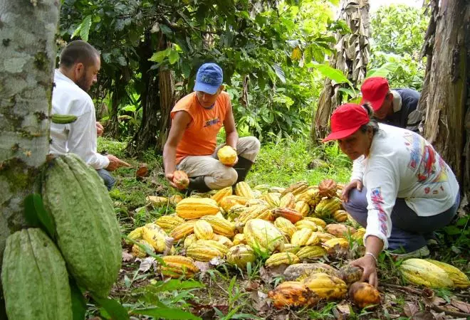 Cocoa in Colombia