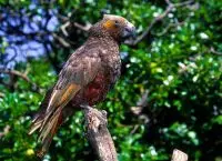 Parrot Kaka