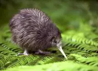 Kiwi ptica