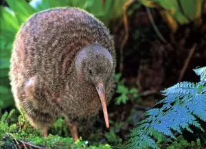 Kiwi fugl