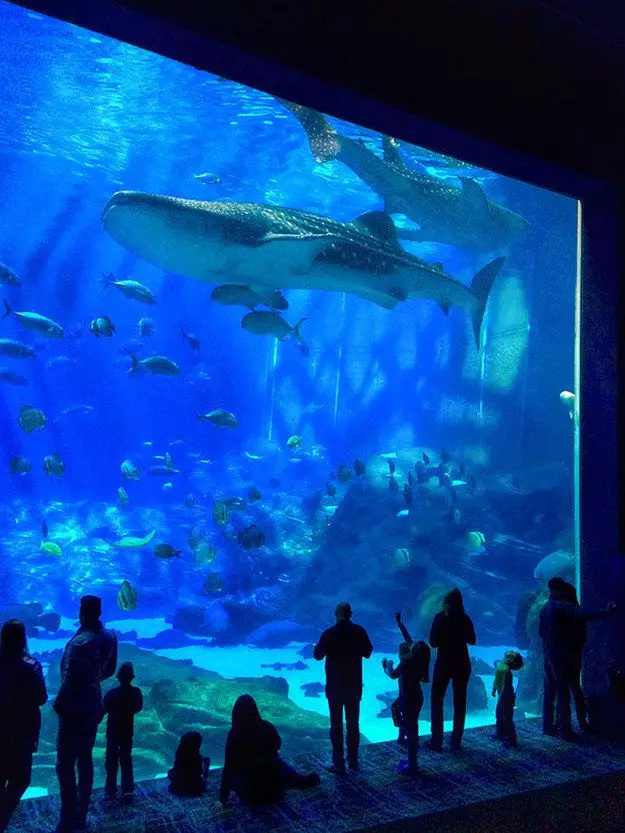 Aquarium géant