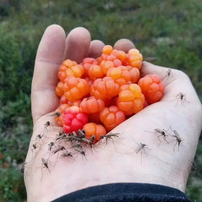 27. gikk bak bæren i tundraen