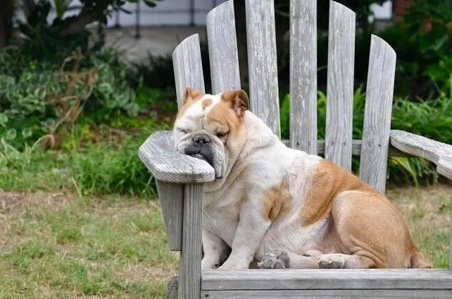 Cane sul trono