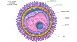 дозрівання яйцеклітини