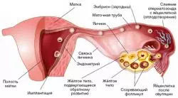 процес утворення яйцеклітин