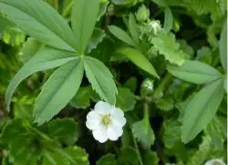 Mankhwala chomera White Pepper