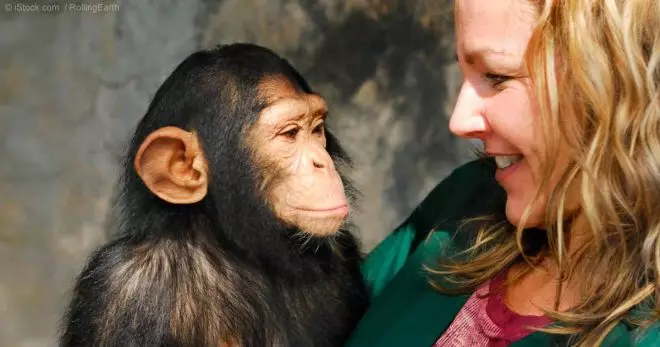 Communication of a person with chimpanzees