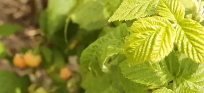 foglie di lampone durante la gravidanza prima del parto