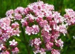 Tinkture Valerian Pričevanje za uporabo