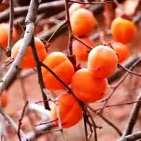 Stupeň Persimmon.