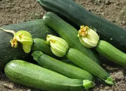 Zucchka에서 얼마나 많은 칼로리가 있습니다