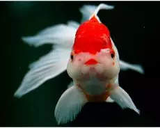 דג דגים זהב