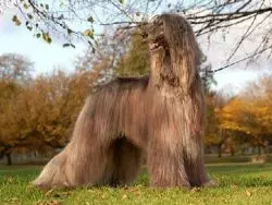 Afghanska Boosane Dog