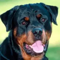 Σκύλος rottweiler