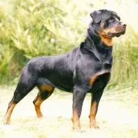 លក្ខណៈរបស់ Rottweiler