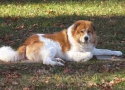 Caucasian Shepherd - Tréithe cine