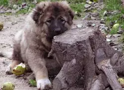 Caucasian Shepherd - Breed Eiginleikar 1