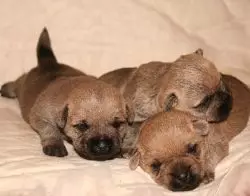 Puppies Kern Terrier