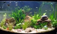 Steng fir Aquarium 2