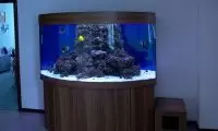 Aquarium 3 ئۈچۈن تاش