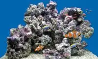 Steng fir Aquarium 5